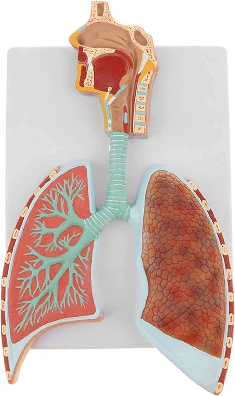Anatomski model pluća-respiratorni trakt - Ostalo - OLX.ba