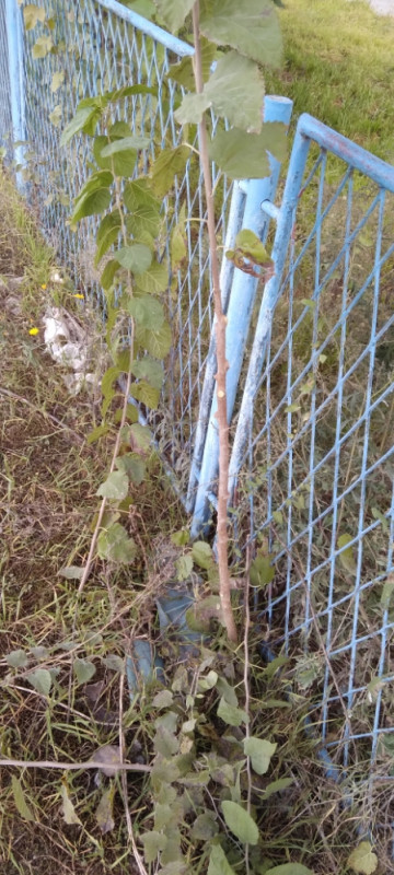 Sadnice dud - Sadnice - OLX.ba