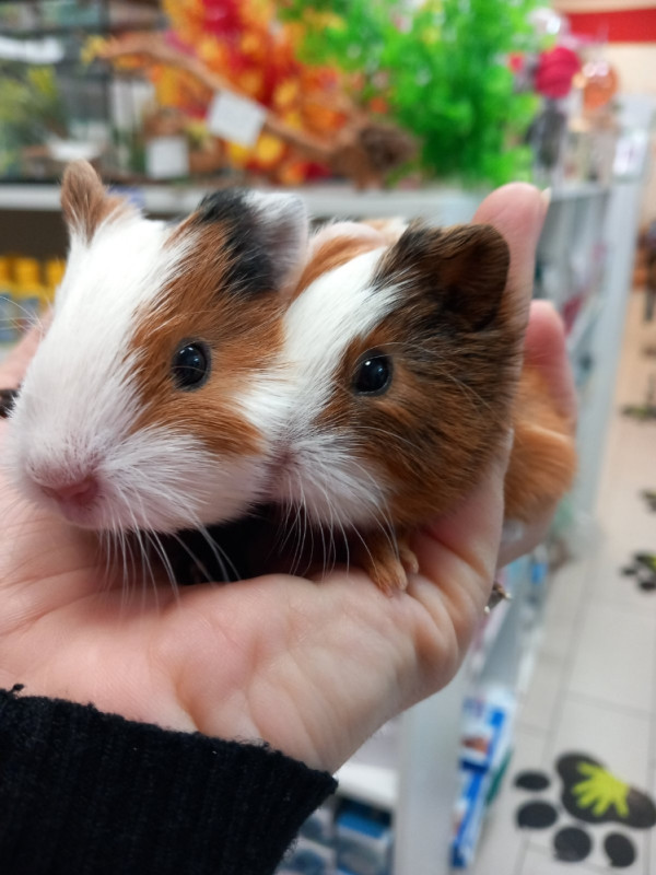 Zamorac morsko prase - Miševi i glodari - OLX.ba