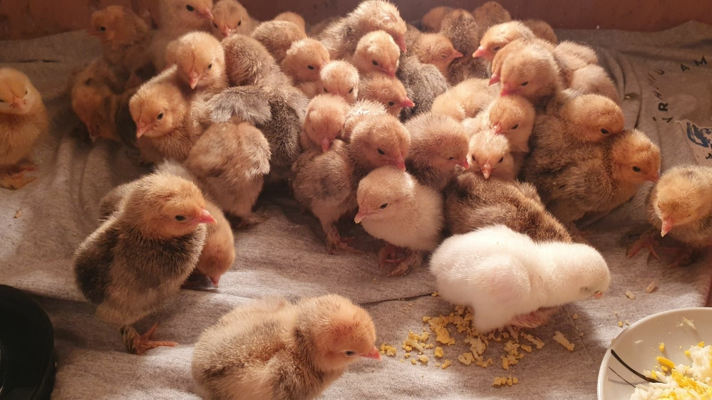 Federfist jaja i pilici raznih uzrasta - Kokoške - OLX.ba