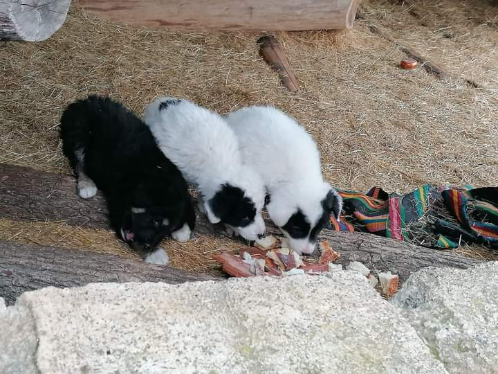 Pas stene - Psi i Štenad - OLX.ba