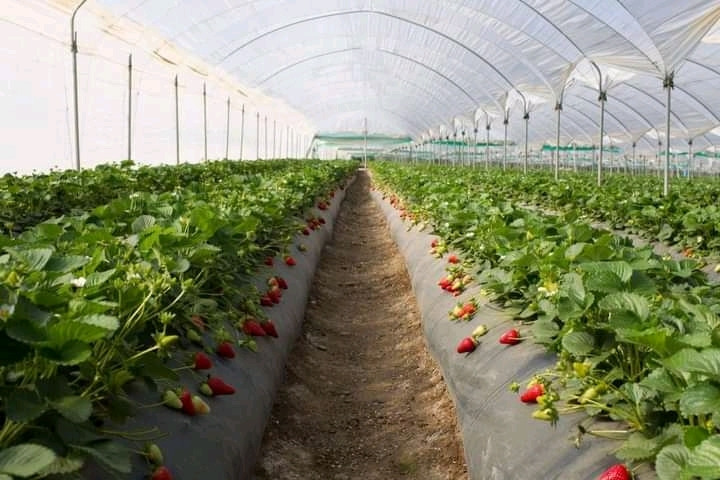 PRODAJA SADNICA JAGODE FRIGO - Sadnice - OLX.ba