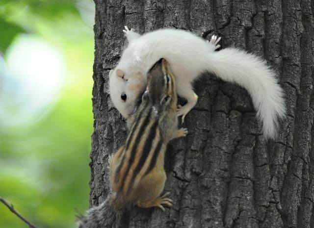 Sibirske, tibetanske i kanadske vjeverice/vjeverica - Miševi i glodari ...