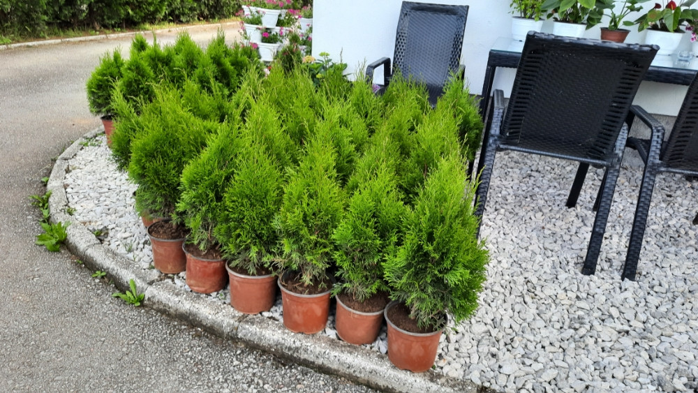 Cempresi, tuje, tuja smaragd - Sadnice - OLX.ba