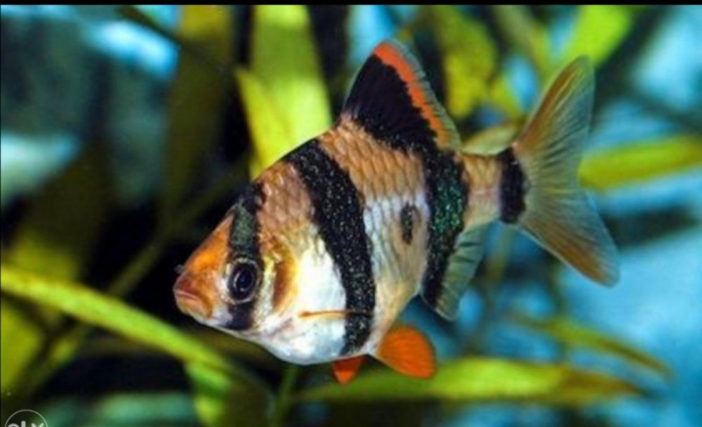 Barbus tetrazone - Ribice - OLX.ba