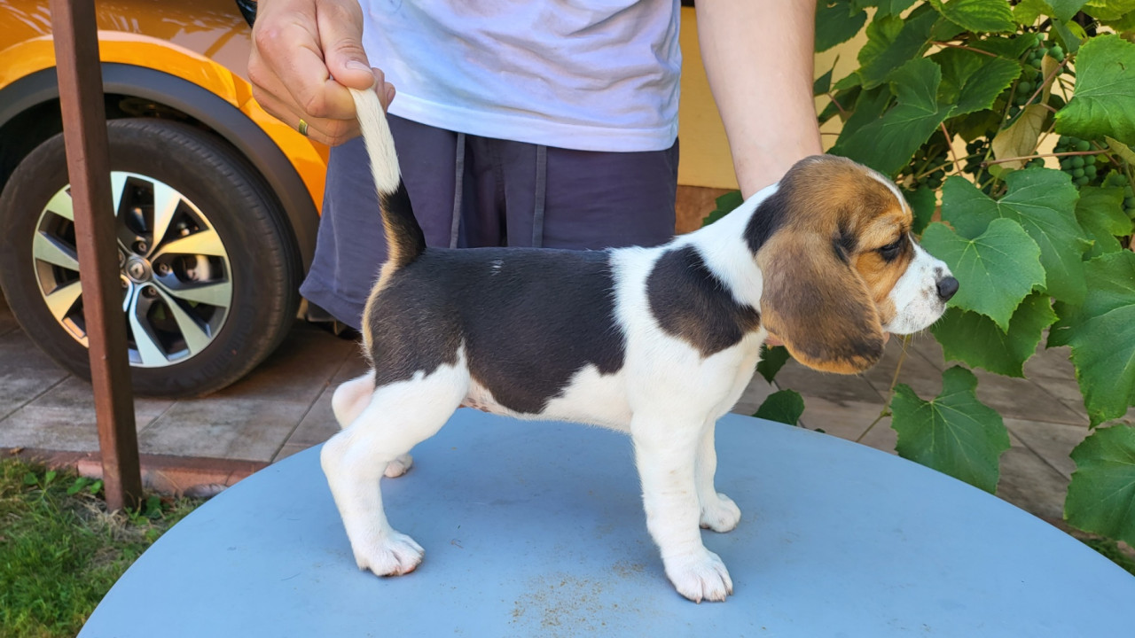 VRHUNSKA Stenad Bigl Stenci Bigl - Psi i Štenad - OLX.ba