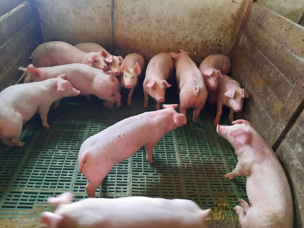 Prasad svinje prasci - Svinje - OLX.ba