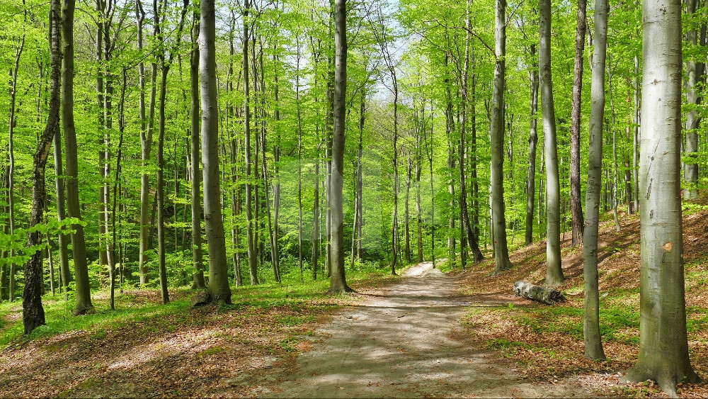 Bukova Suma 50 Duluma Devetina/Laktasi - Zemljišta - OLX.ba