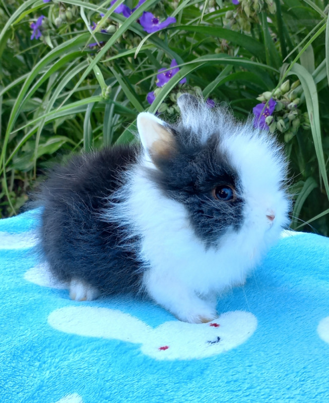 PATULJASTI KUNIC KUNIC ZEC ZECEVI LAVLJA GLAVA - Kunići - OLX.ba