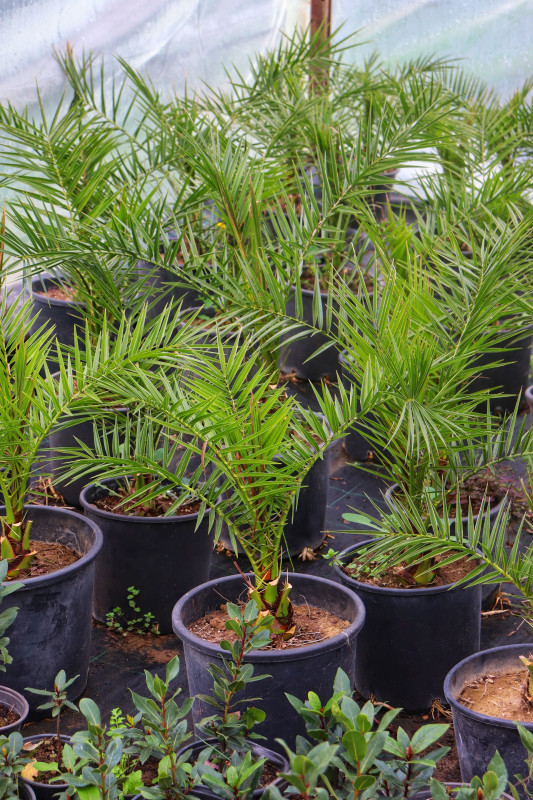 Palme kanarska datulja phoenix canariensis - Sadnice - OLX.ba