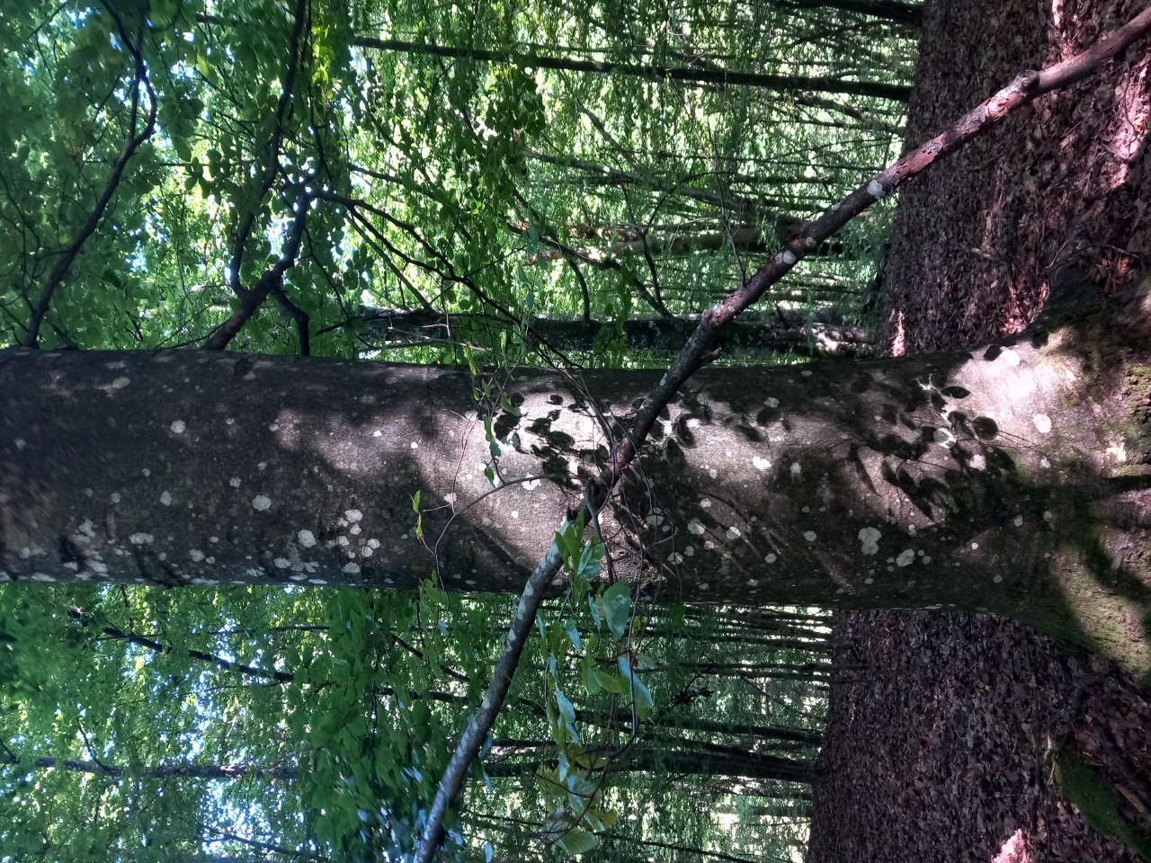 Prodajem stabla bukve-oblovina i deset duluma sume - Trupci i rezana ...