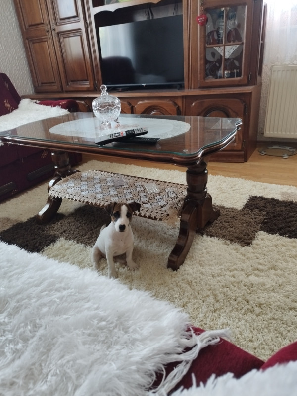 Dzek rasel terijer - Psi i Štenad - OLX.ba