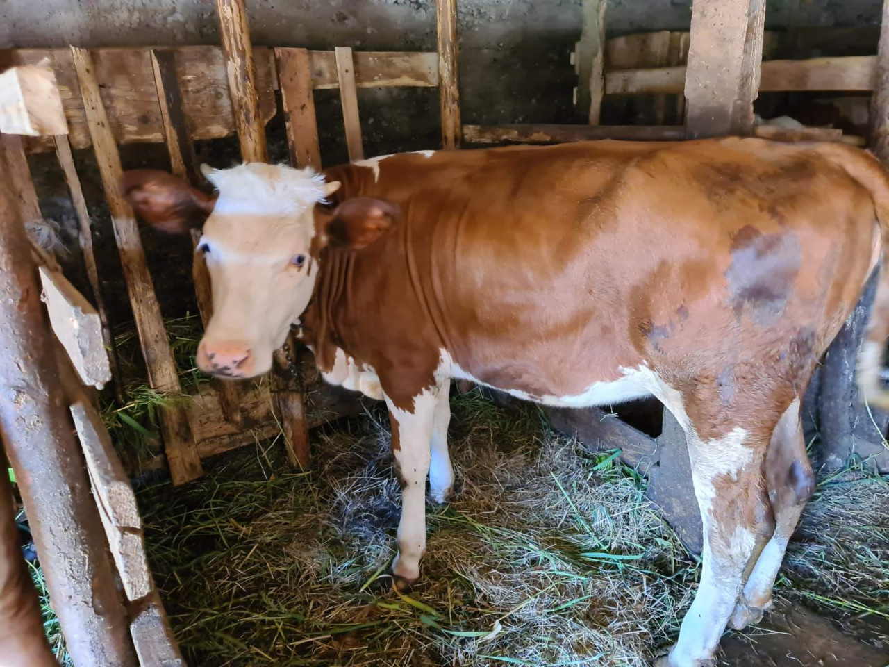 Prodajem dvije junice - Krave - OLX.ba