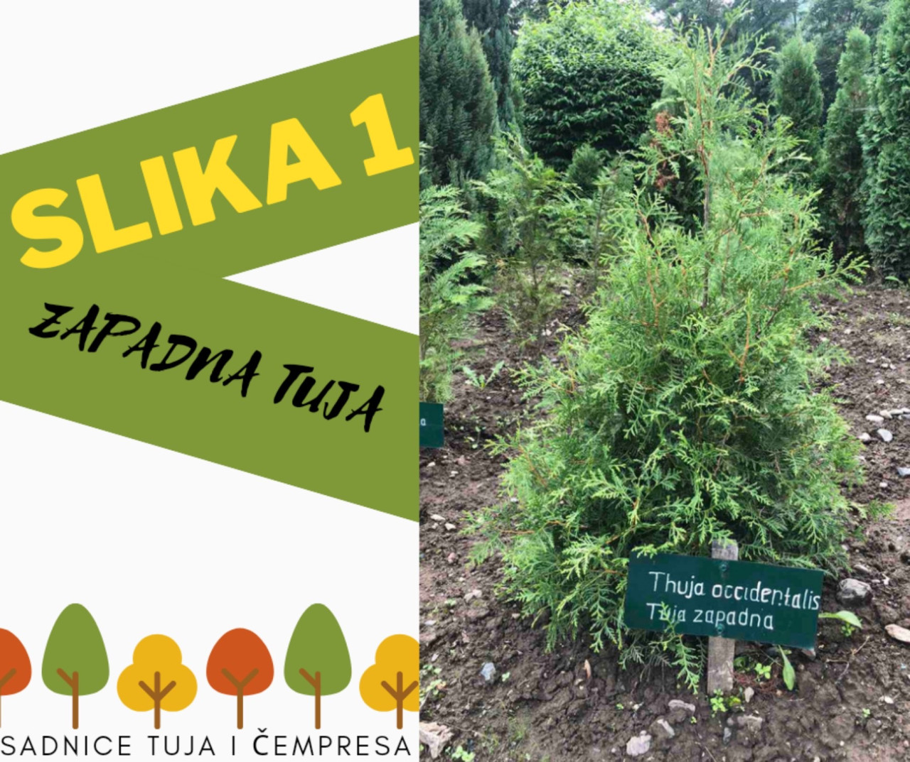 Čempresi i Tuje (smaragd, loptasti, za ograde) - Sadnice - OLX.ba