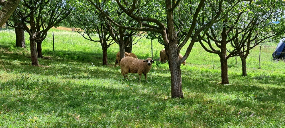 Sjenicka Pramenka Jagnjad 8.5KM/Kg- jagnje,janje,janjad - Ovce - OLX.ba