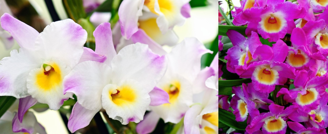 Orhideja, orhideje: Dendrobium nobile - Biljke i cvijeće - OLX.ba