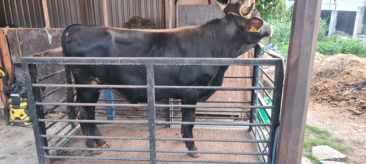 Junac Junad - Krave - OLX.ba