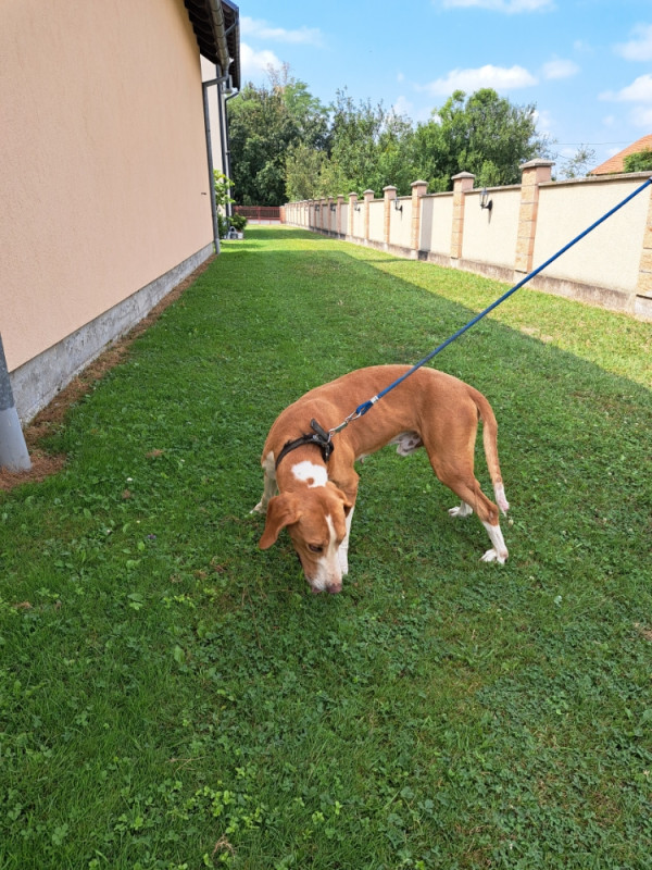 Lovacki pas Posavski gonic - Psi i Štenad - OLX.ba