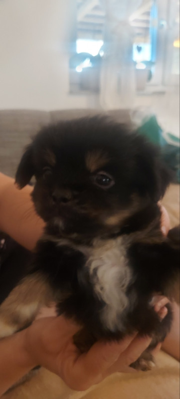 Pekinezeri stenad - Psi i Štenad - OLX.ba