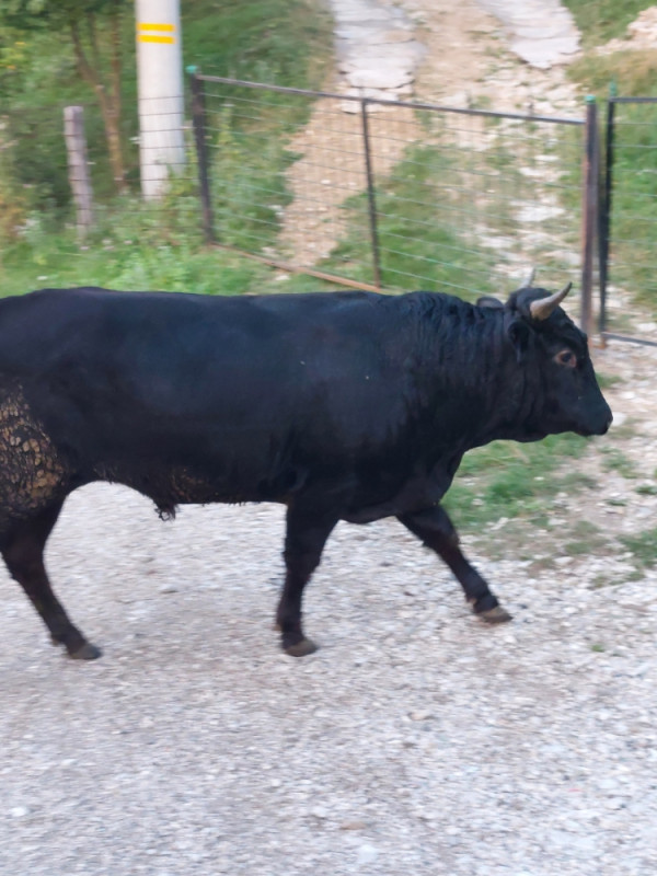 Junac na ptodaju,moze za klanje moze za dlji uzgoj.. - Krave - OLX.ba