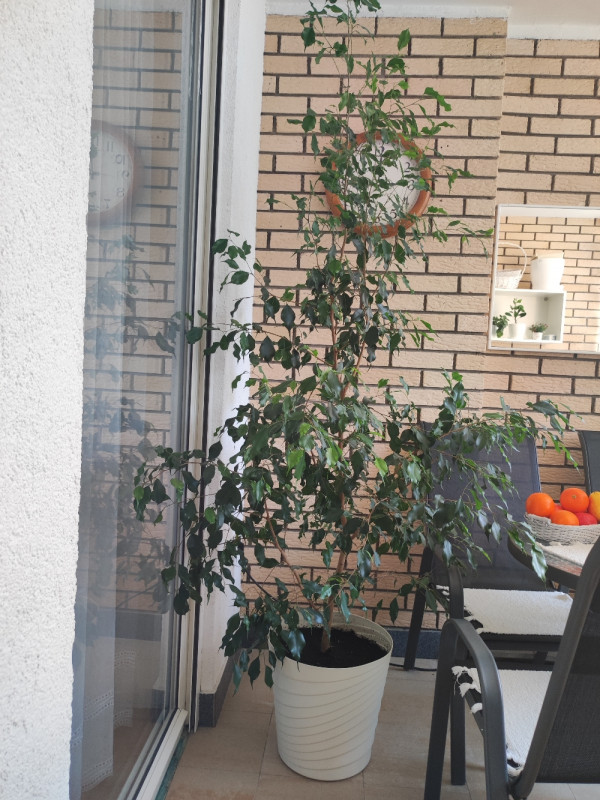 Benjamin drvo , Prirodno cvijece - Biljke i cvijeće - OLX.ba