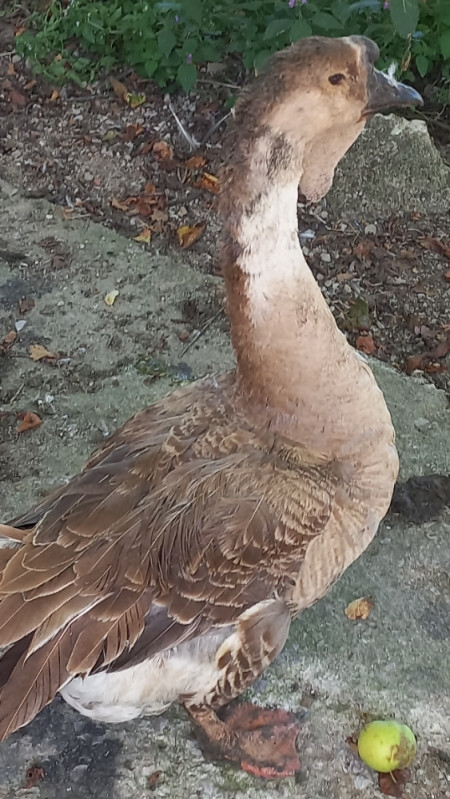 Guske labudaste - Guske - OLX.ba