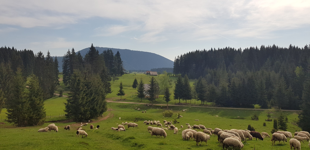 Sjenicka jagnjad janjad - Ovce - OLX.ba