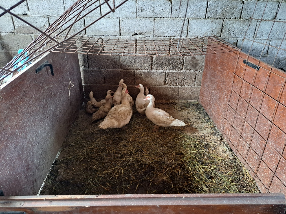 Mosusne patke pacici - Patke - OLX.ba