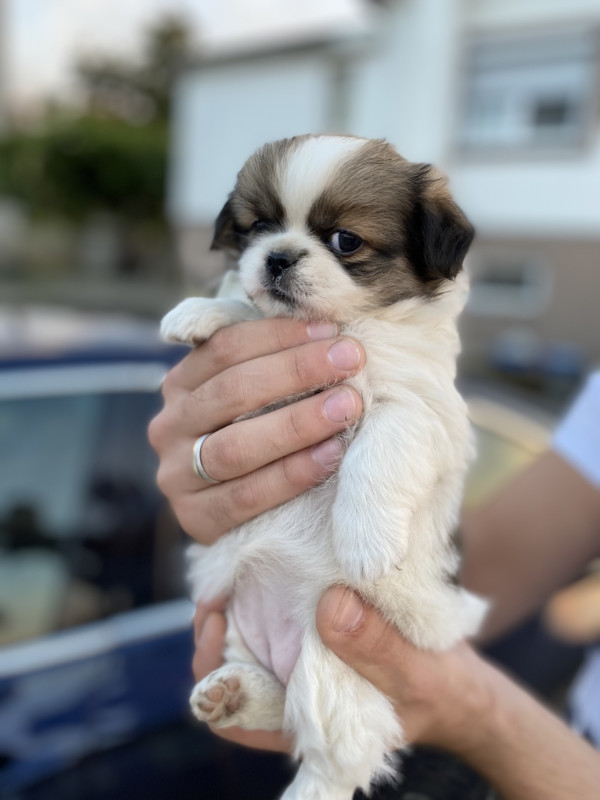 Pekinezeri pekinezer stenad - Psi i Štenad - OLX.ba