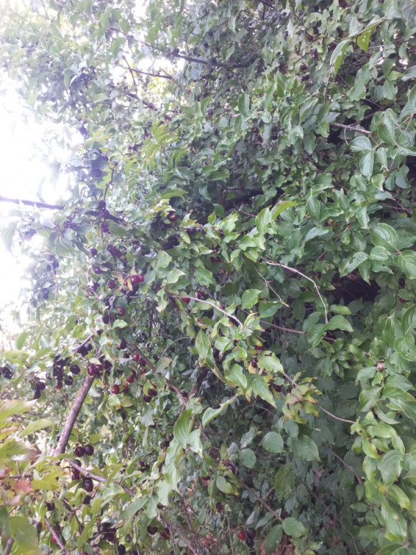 Drenjina drenjak drijen - Voće - OLX.ba