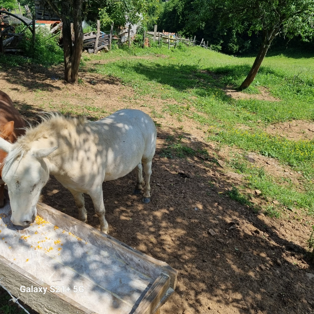 Konj poni - Konji - OLX.ba