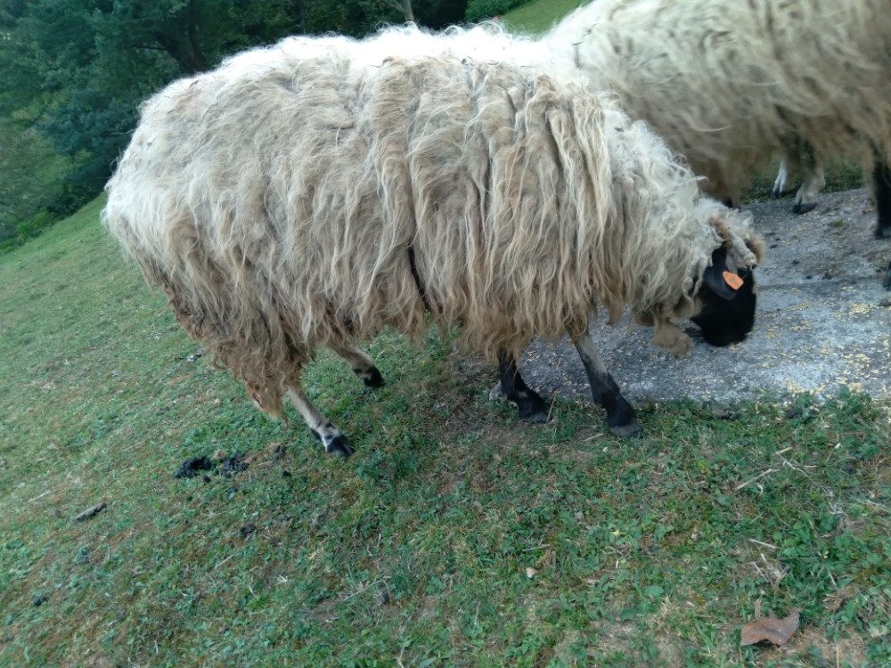 Ovca pramenka - Ovce - OLX.ba