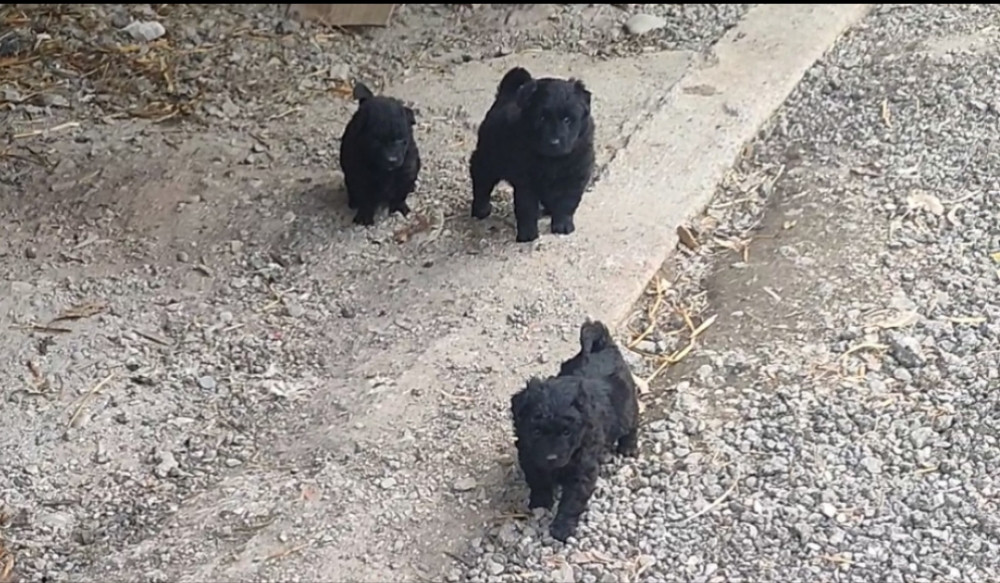 Mađarski pulin - Psi i Štenad - OLX.ba