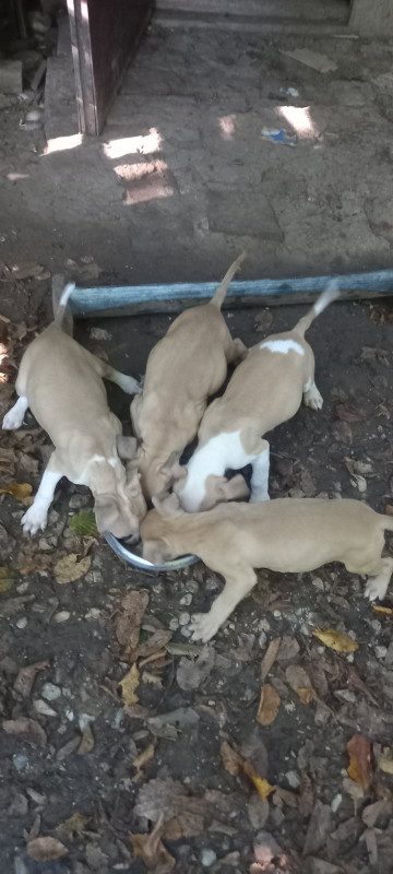 Stenad i psi Pit bull - Psi i Štenad - OLX.ba