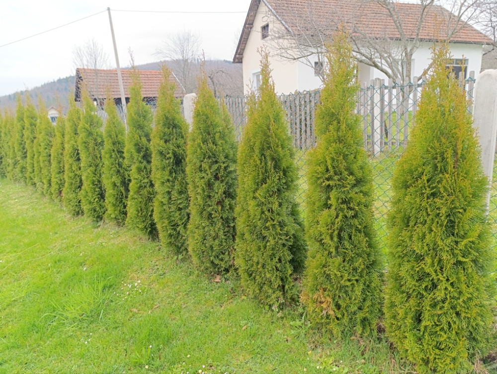 TUJA / TUJE / SMARAGD 1M = 10KM / CEMPRESI - Sadnice - OLX.ba