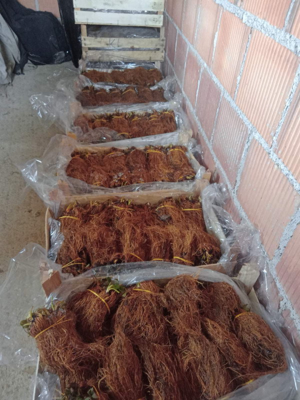 FRIGO Mjesecarke sadnice Jagode - Sadnice - OLX.ba