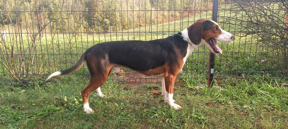 Lovački pas Trobojac stg psi kerovi - Psi i Štenad - OLX.ba