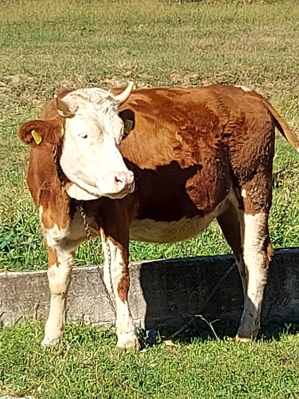 Dvije junice po 17 mjeseci nisu sjemenjene - Krave - OLX.ba