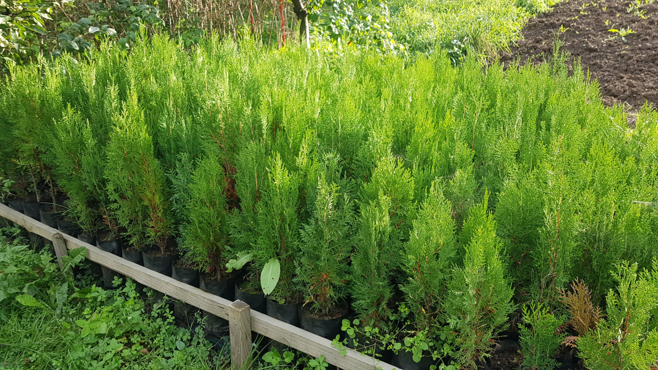 Sadnice Tuja Tuje Cempresi - Sadnice - OLX.ba