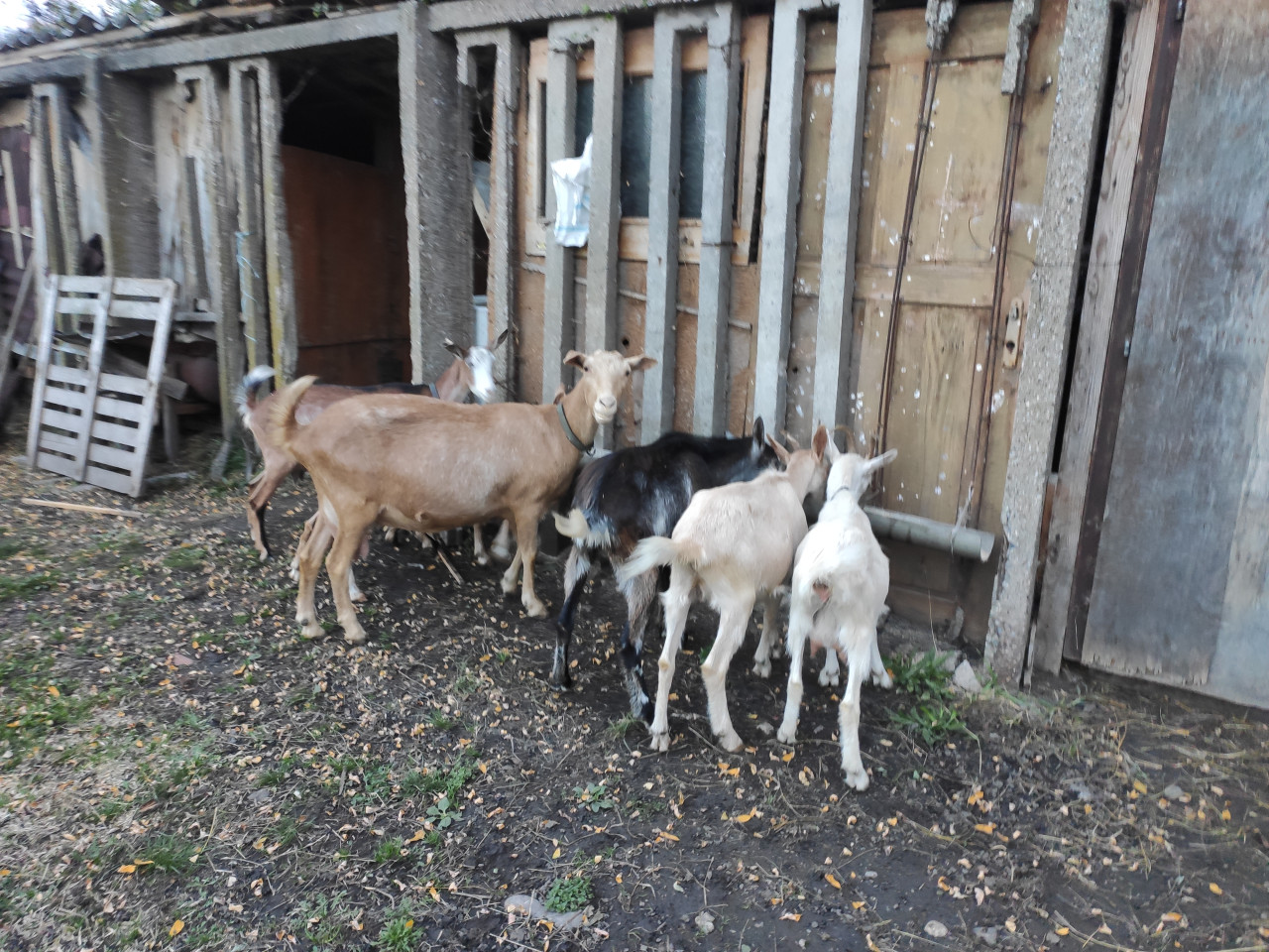 Alpske koze - Koze - OLX.ba