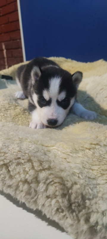 Sibirski haski stenad - Psi i Štenad - OLX.ba