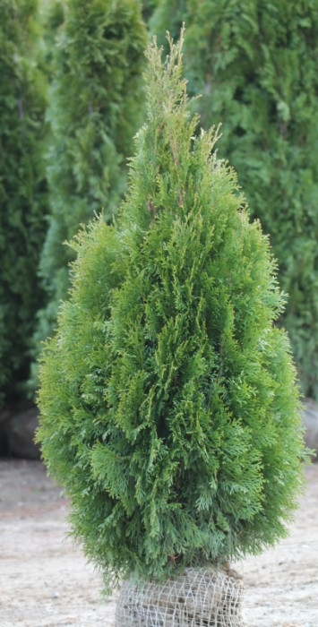 Tuje smaragd i kolumna. - Biljke i cvijeće - OLX.ba