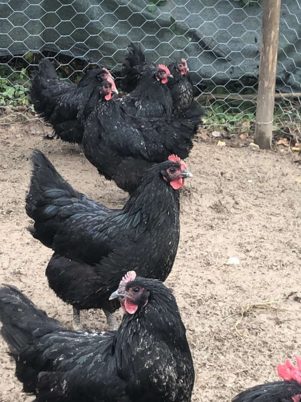 Australop kokoske - Kokoške - OLX.ba