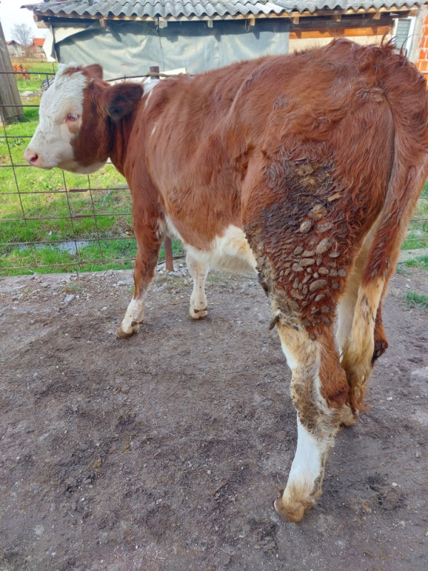 Junica simental - Krave - OLX.ba