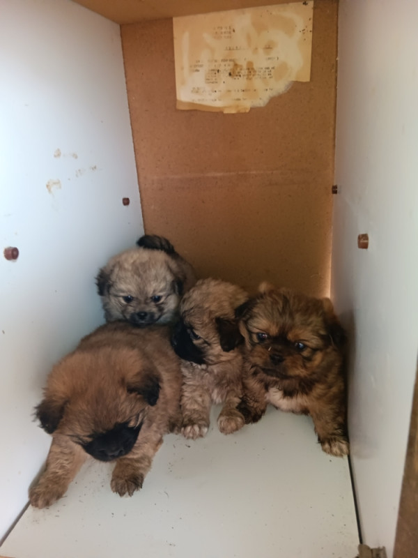 Štenadi Cisto Krvni Kraljevski Pekinezeri - Psi i Štenad - OLX.ba