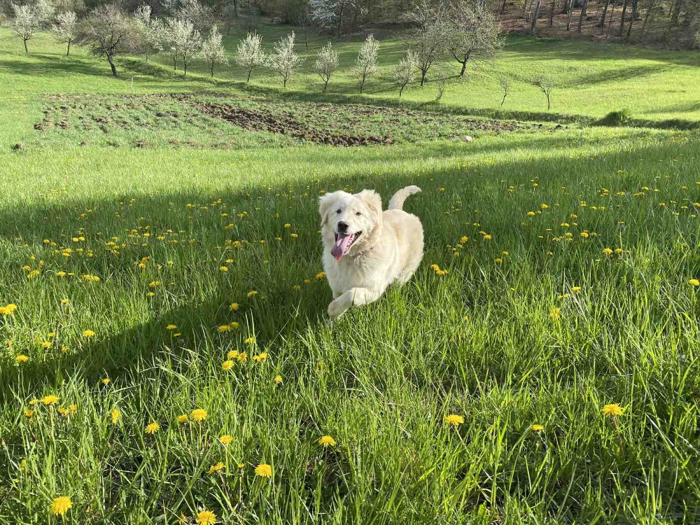 Pas Zlatni retriver sa kucicom, kucica za pse, cuko, ker - Psi i Štenad ...