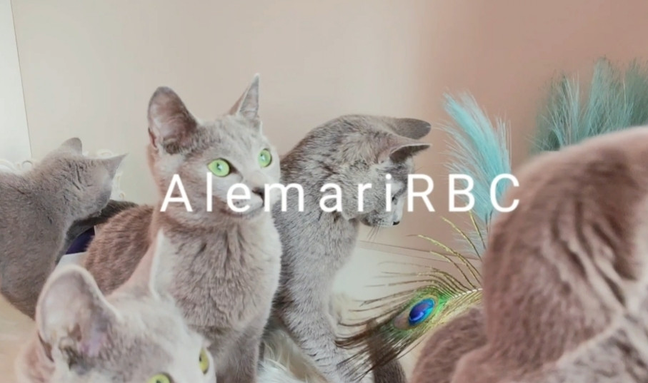 Ruski plavi mačići (registrovan uzgoj)+rodovnik - Mačke - OLX.ba