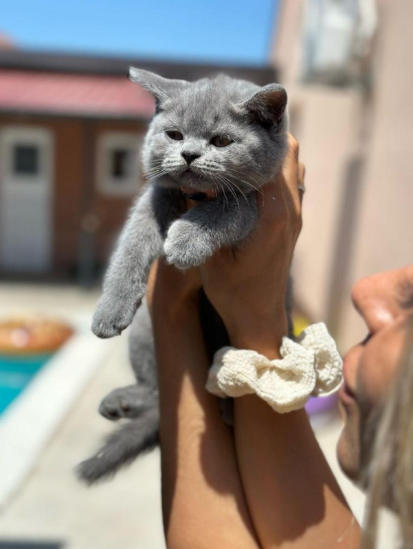 Britanska Kratkodlaka Macka - Mačke - OLX.ba