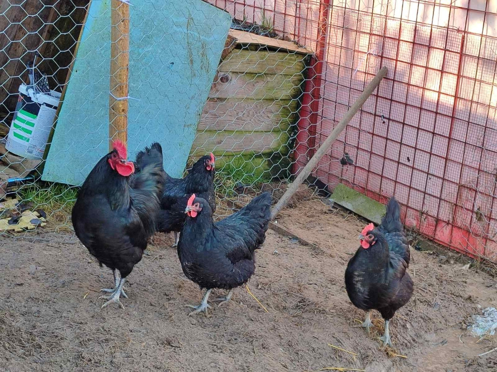 Australop kokoske - Kokoške - OLX.ba