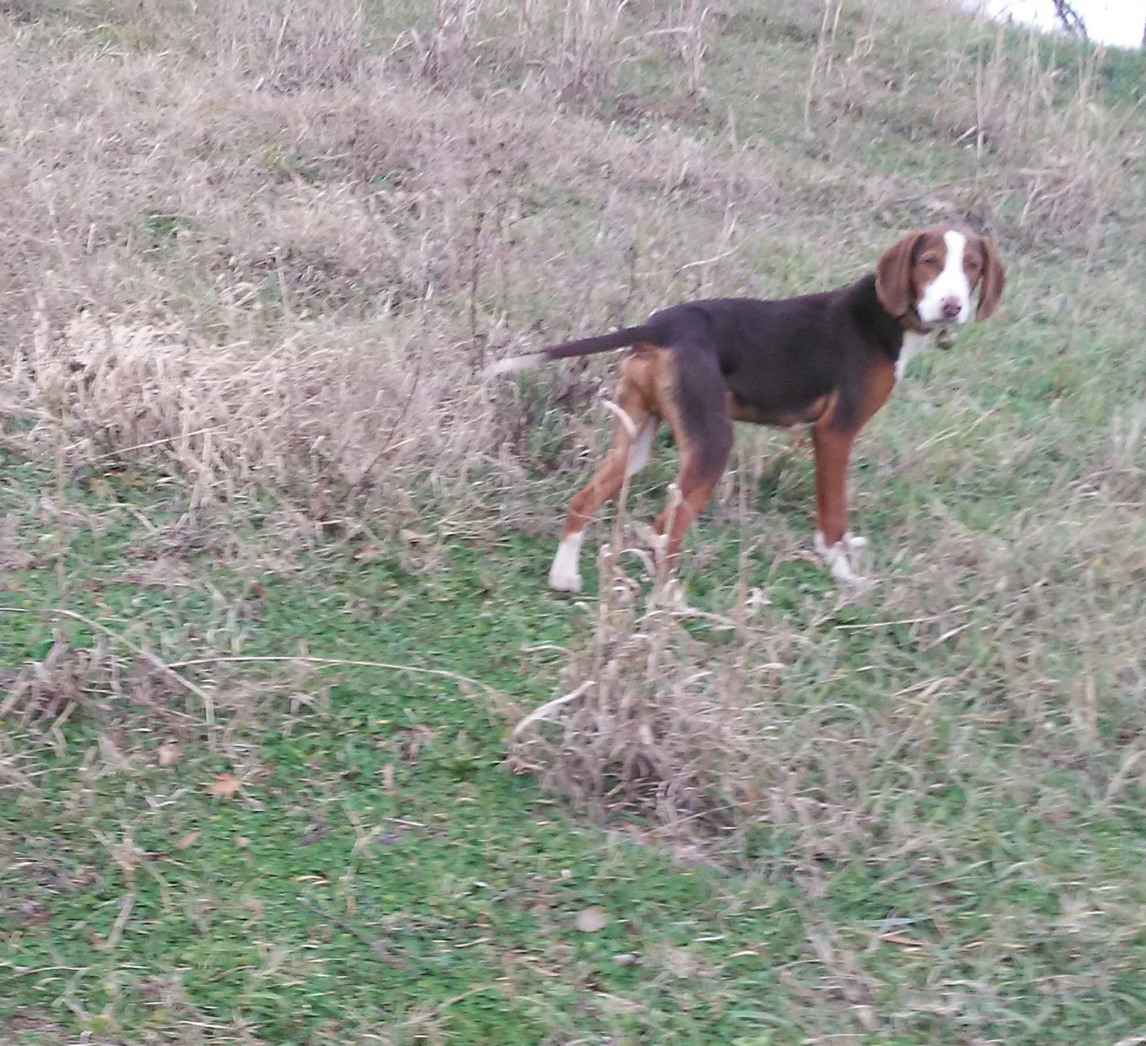 Stene trobojac - Psi i Štenad - OLX.ba